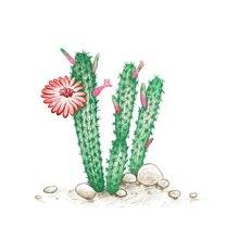 Pink Tree Cholla Cactus Free Stock Photo - Public Domain Pictures