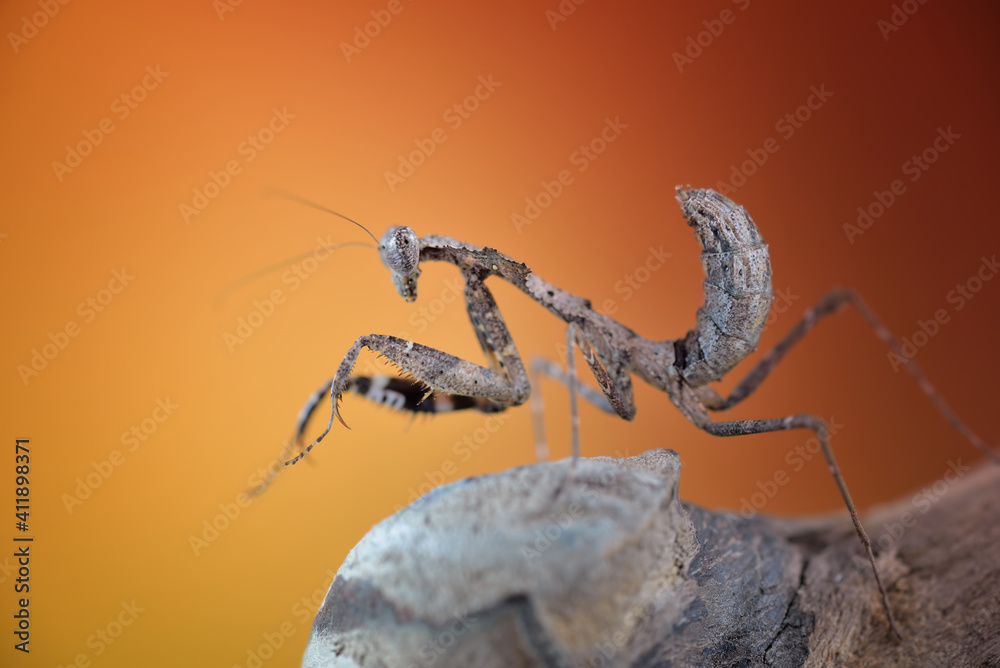 Malaysian Dead Leaf Mantis/Praying Mantis/ (Deroplatys Dessicata) macro ...