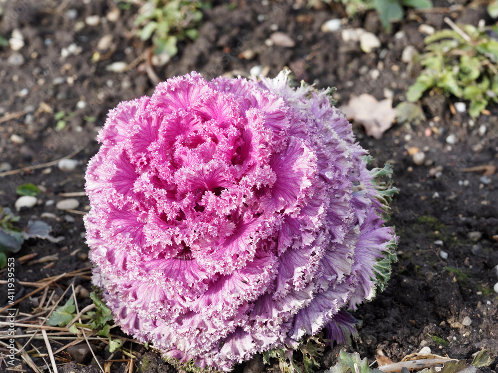 Brassica oleracea var. acephala | Chou d'ornement au centre arrondi de ...