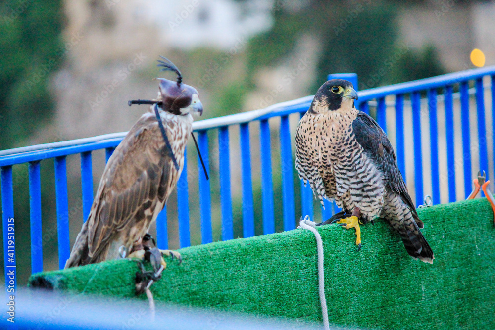 The peregrine falcon (Falco peregrinus), also known as the peregrine ...
