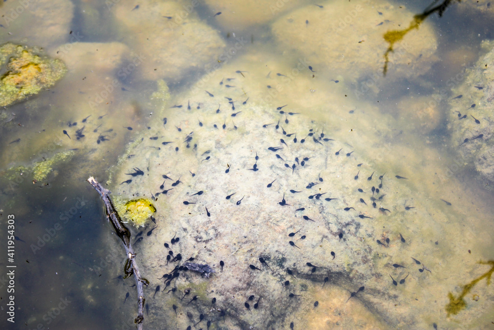 A tadpole is the larval stage in the life cycle of an amphibian. Stock ... A tadpole is the larval stage in the life cycle of an amphibian. Stock ...