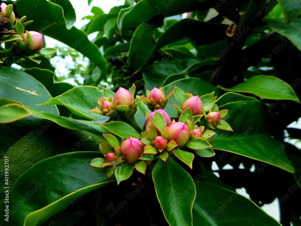 Foto de Stock planta flor ora pro nobis - pereskia aculeata | Adobe Stock