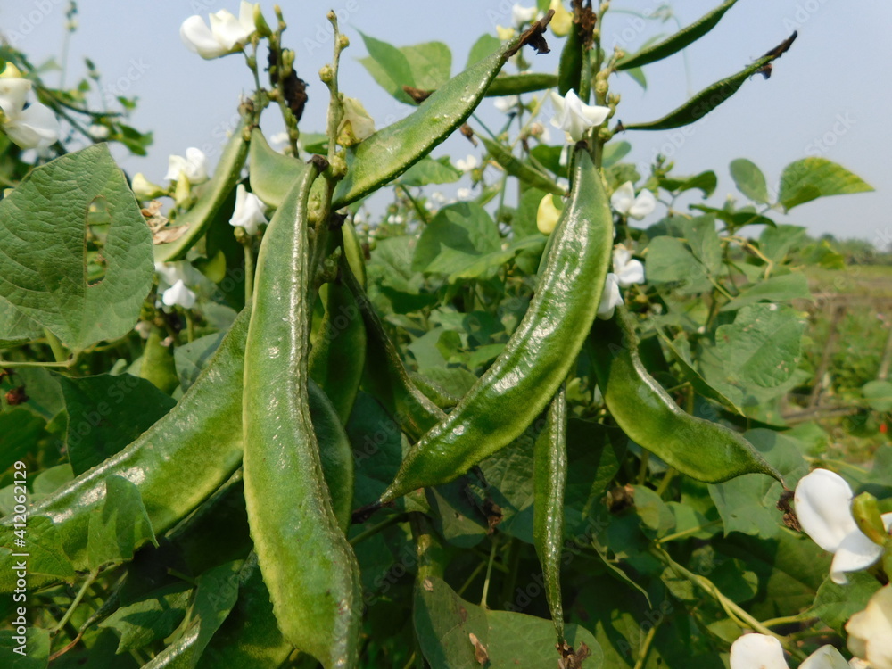 Lablab purpureus (Hyacinth bean, Dolichos bean, Seem bean, Lablab bean ...