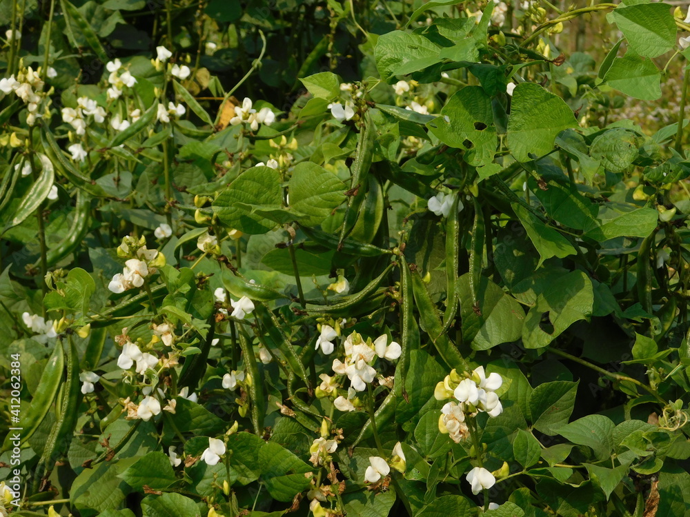 Lablab purpureus (Hyacinth bean, Dolichos bean, Seem bean, Lablab bean ...