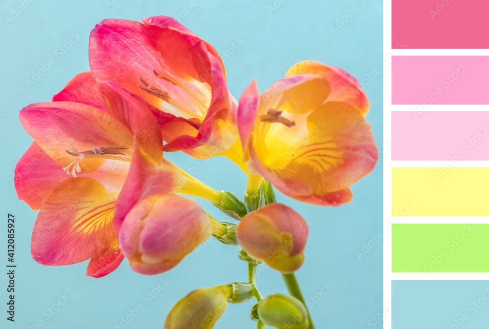 Color palette swatches of beautiful blossom of pink cyclamen yellow ...