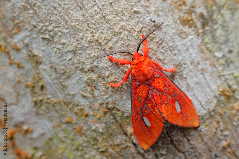 Ernassa justina is a moth of the family Erebidae. Lesser Coral Tiger ...