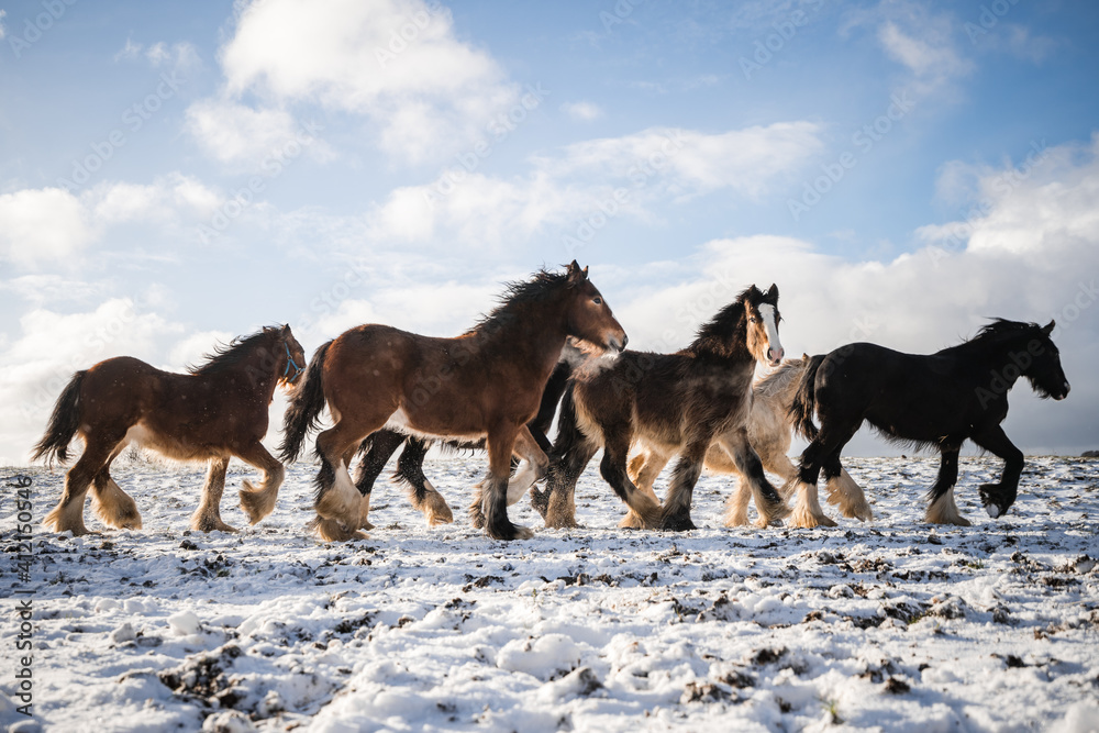 Beautiful big group of Irish cob horses fowls running wild in snow on ...