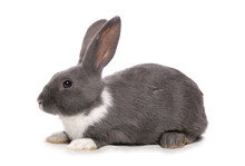 Silver Rabbit Free Stock Photo - Public Domain Pictures