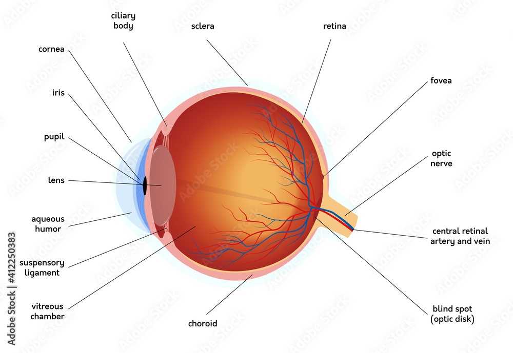 Human eye anatomy diagram, medical educational cross section ...