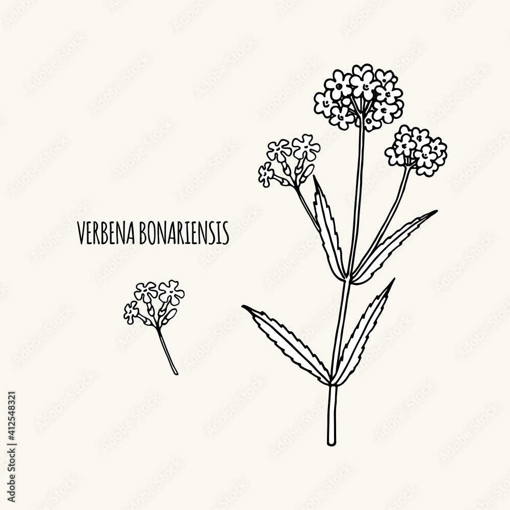 Verbena bonariensis (purpletop, Argentinian vervain). Hand drawn vector ...