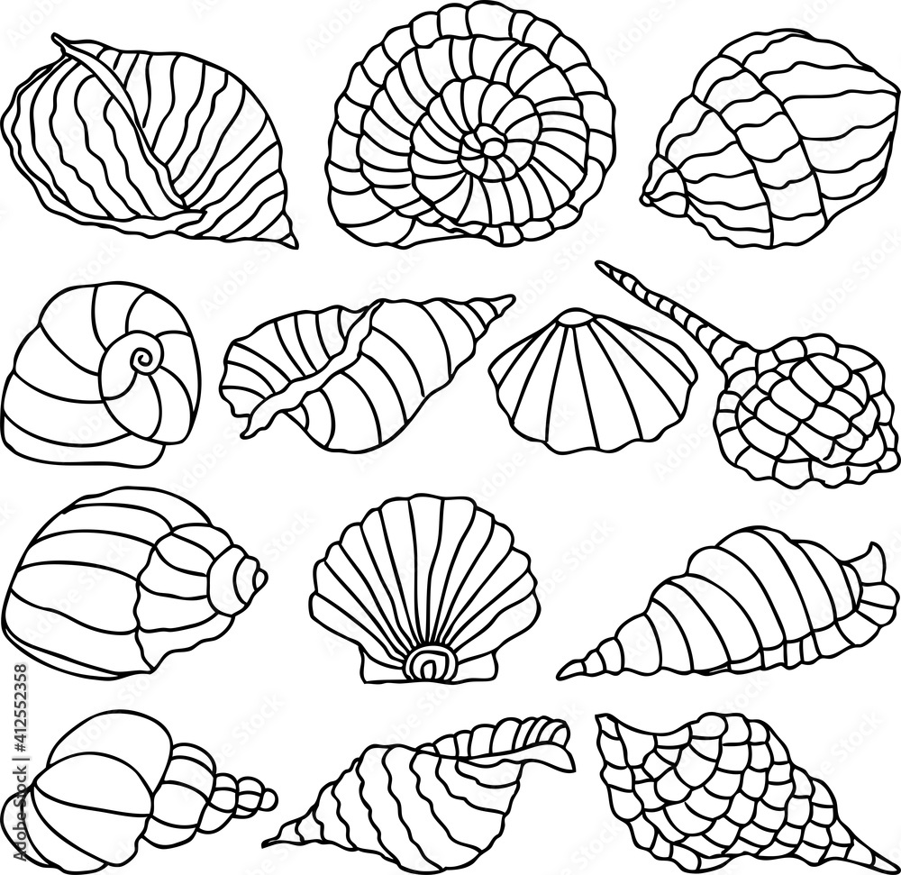 Vector image of outlines various sea shells Stock Vector | Adobe Stock