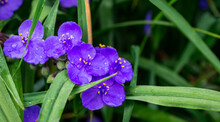 Blue Spiderwort Flowers Close-up Free Stock Photo - Public Domain Pictures