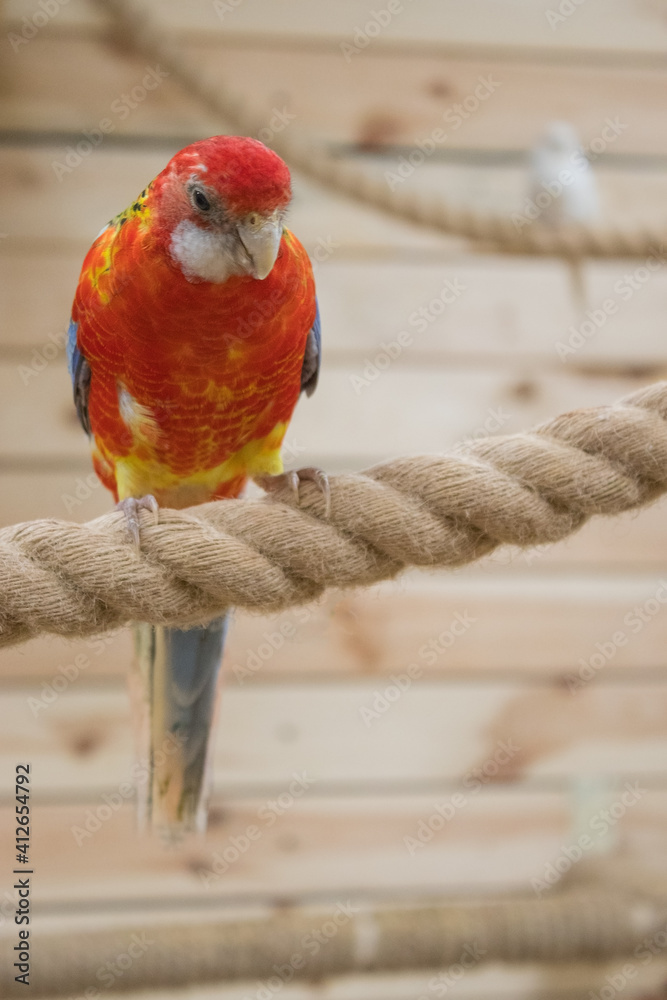 Parrot Rosella in the bird zoo. Parrot is sitting on a rope and smiling ...