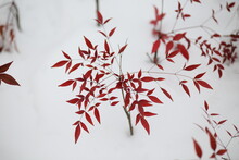 Red Leaf On Snow Close-up Free Stock Photo - Public Domain Pictures