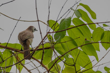 White Vented Bulbul Free Stock Photo - Public Domain Pictures