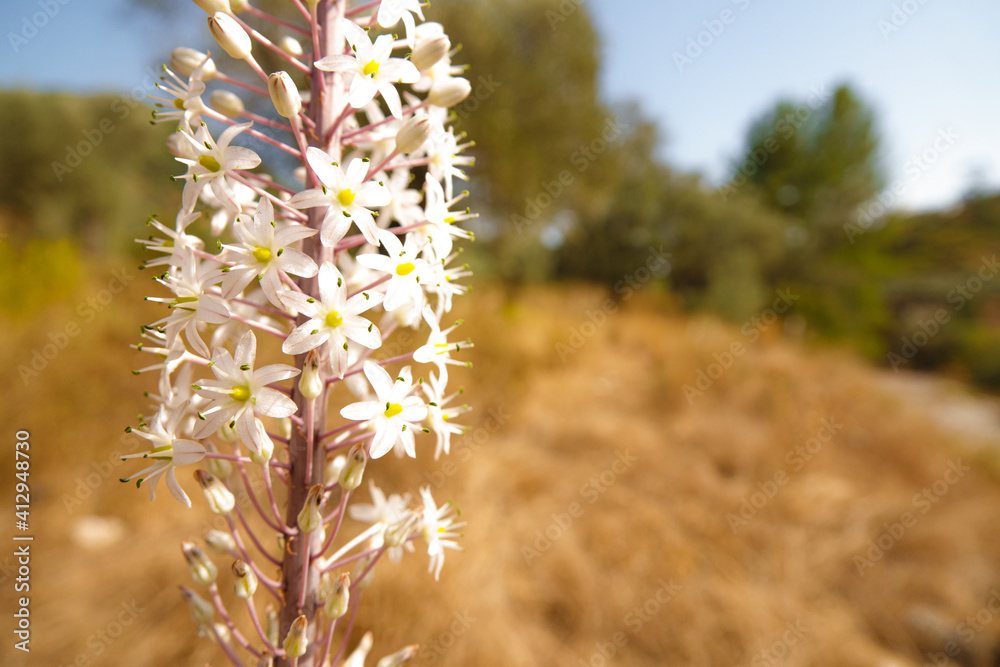 The Drimia Maritima, also called sea onion, (urginea maritima, rimia ...