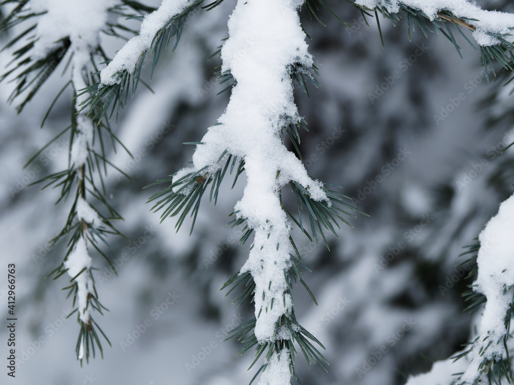 Close up on leaves needle-like on drooping branchlet of Deodar or ...