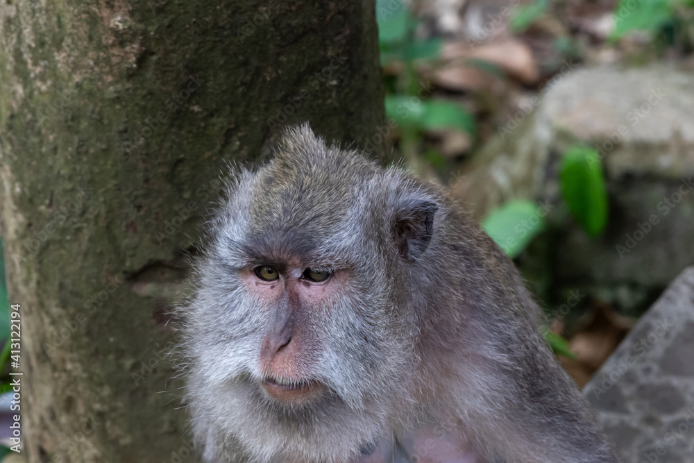 Closeup of Balinese Long Tailed Monkey (Macada fascicularis), known as ...