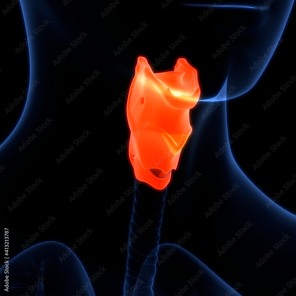Human Respiratory System Larynx and Pharynx Anatomy Stock Illustration ...