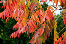 Sumac Leaves In Autumn Free Stock Photo - Public Domain Pictures