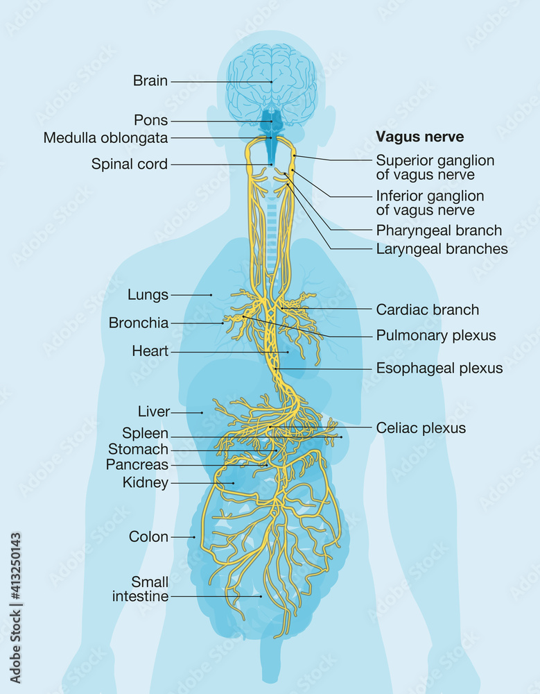 Vagus nerve labeled and human organs, medically Illustration Stock ...