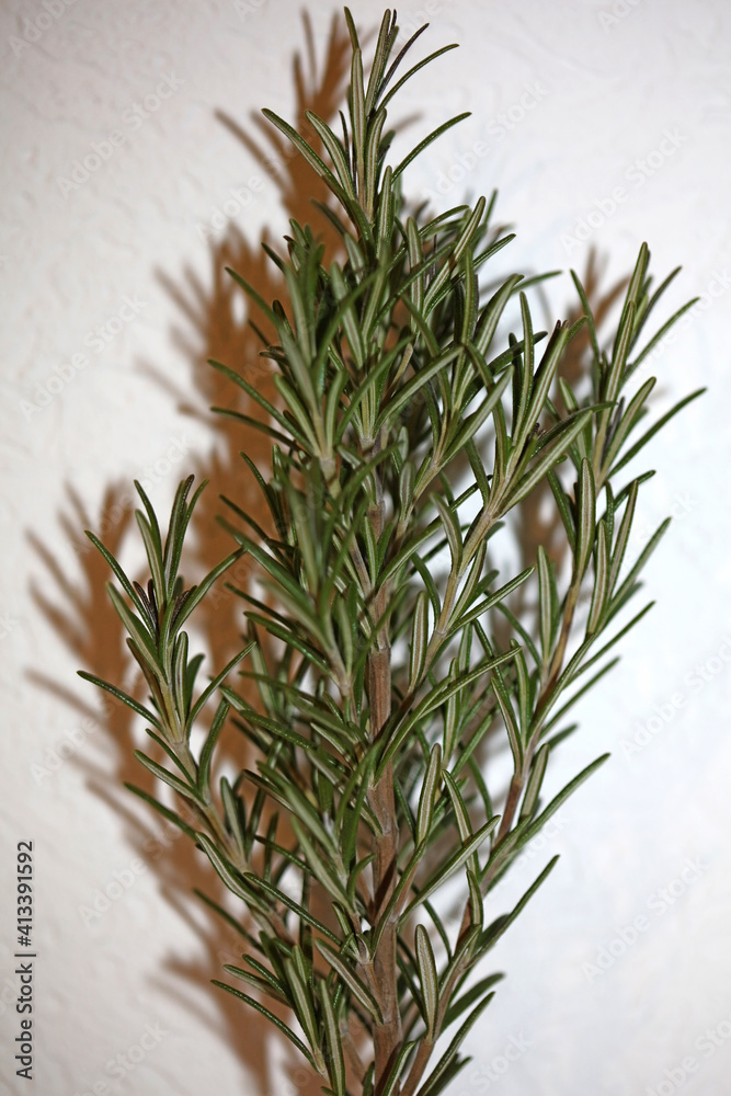 Rosemary aromatic plant Rosmarinus officinalis leaves close up family ...
