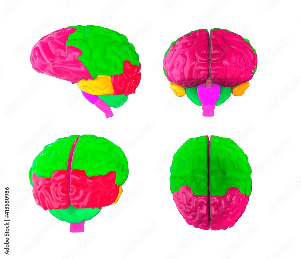 Human brain, anatomy. Colorful neon colors for the parts frontal lobe ...