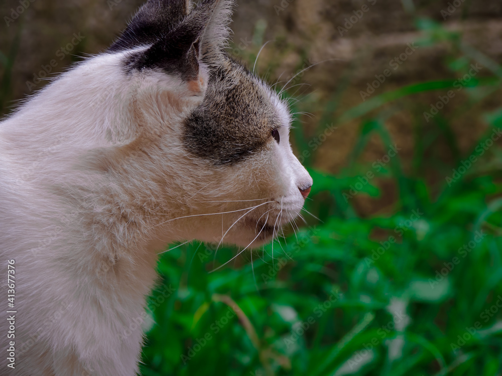 High resolution face profile image of a cat side view and blurred green ...