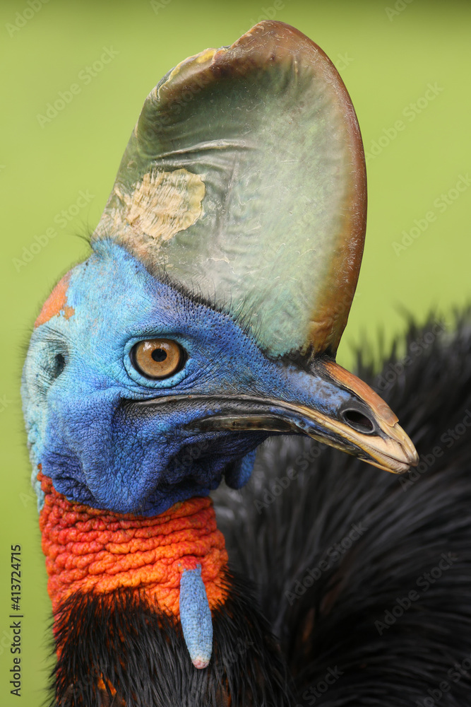 Photo Stock The southern cassowary (Casuarius casuarius) also known as ...