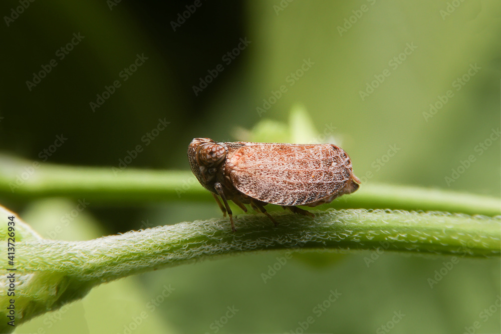 Macro of the Brown planthopper on green leaf in the garden. Nilaparvata ...