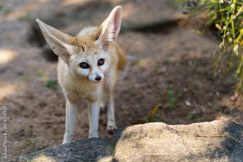 Fennec fox Vulpes zerda. Wild life animal. Stock Photo | Adobe Stock