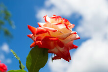 Red Edged Rose Free Stock Photo - Public Domain Pictures