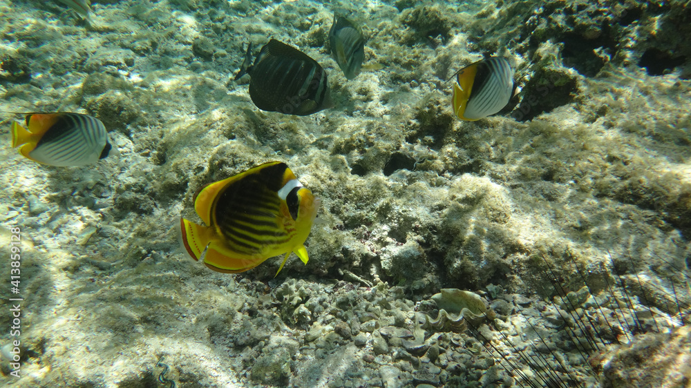 Morze Czerwone, ryby, koralowce, nurkowanie, płaszczka, meduza, wakacje ...