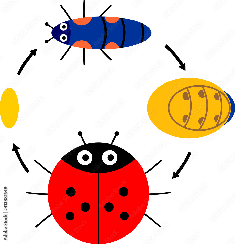 Life cycle of ladybug. Sequence of stages of development of cartoon ...