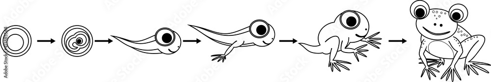 Coloring page with frog life cycle. Sequence of stages of development ...