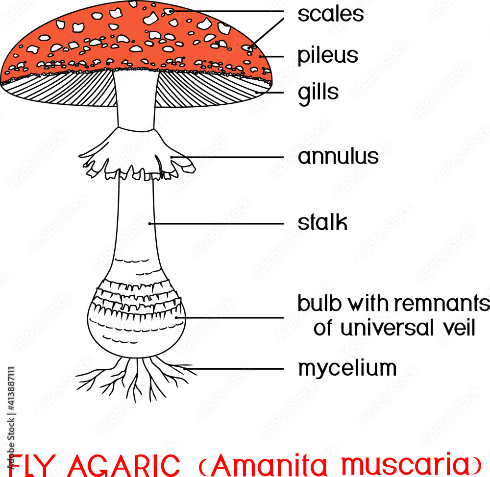 Structure of fruiting body of fly agaric (Amanita muscaria) mushroom ...