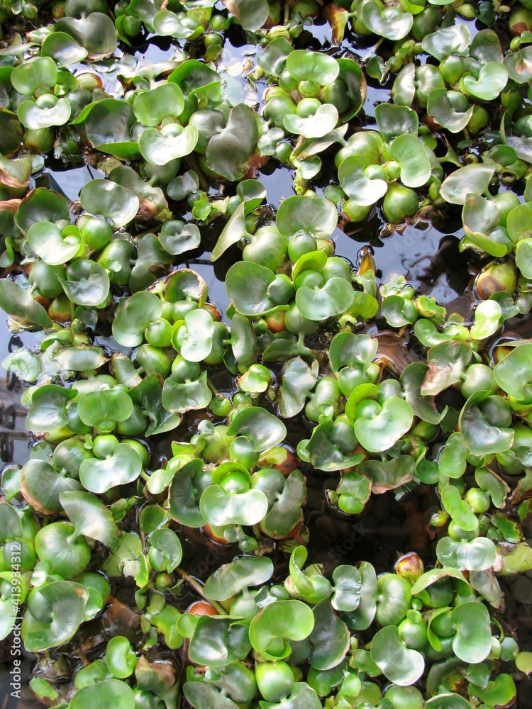 Floating Common water hyacinth or Eichhornia crassipes aquatic plant ...