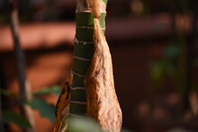 Weird Tree Trunk Free Stock Photo - Public Domain Pictures