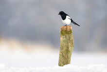 Winter Magpie Bird Free Stock Photo - Public Domain Pictures