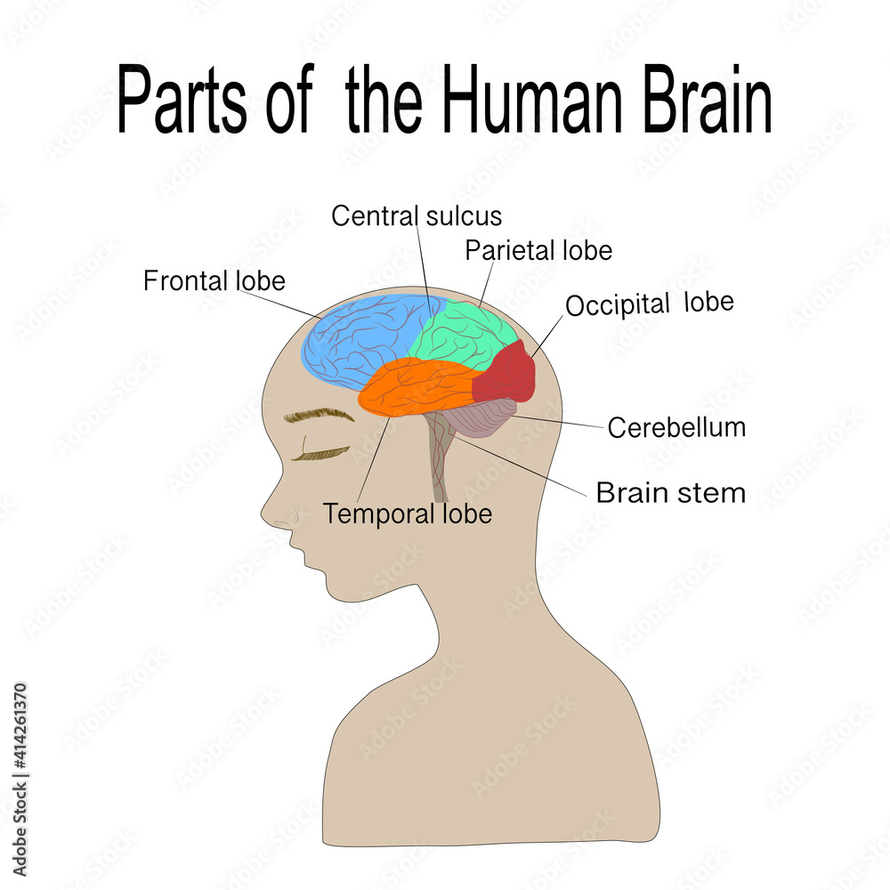 Parts of the human brain on white background,Anatomy of the brain ...