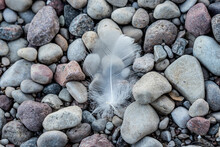 Sea Pebbles And Feather Free Stock Photo - Public Domain Pictures