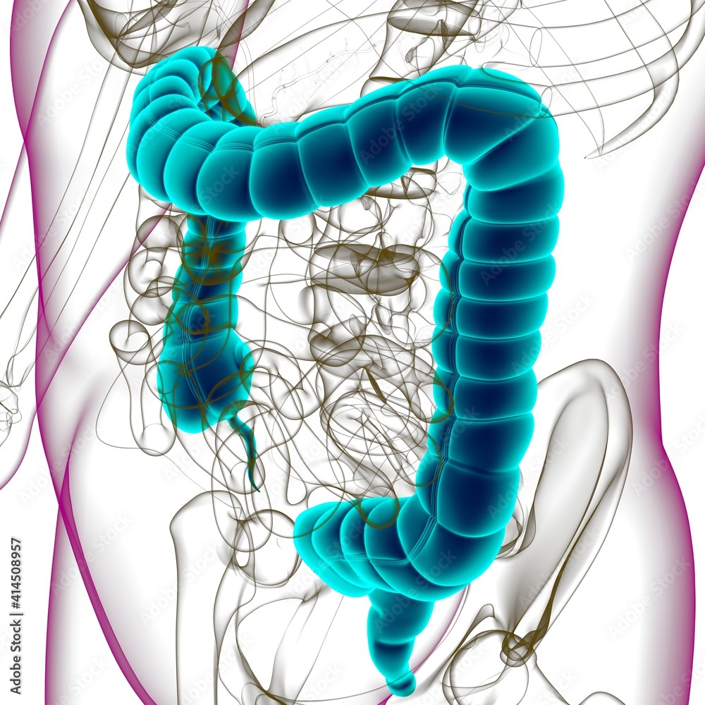 Large Intestine 3D Illustration Human Digestive System Anatomy Stock ...