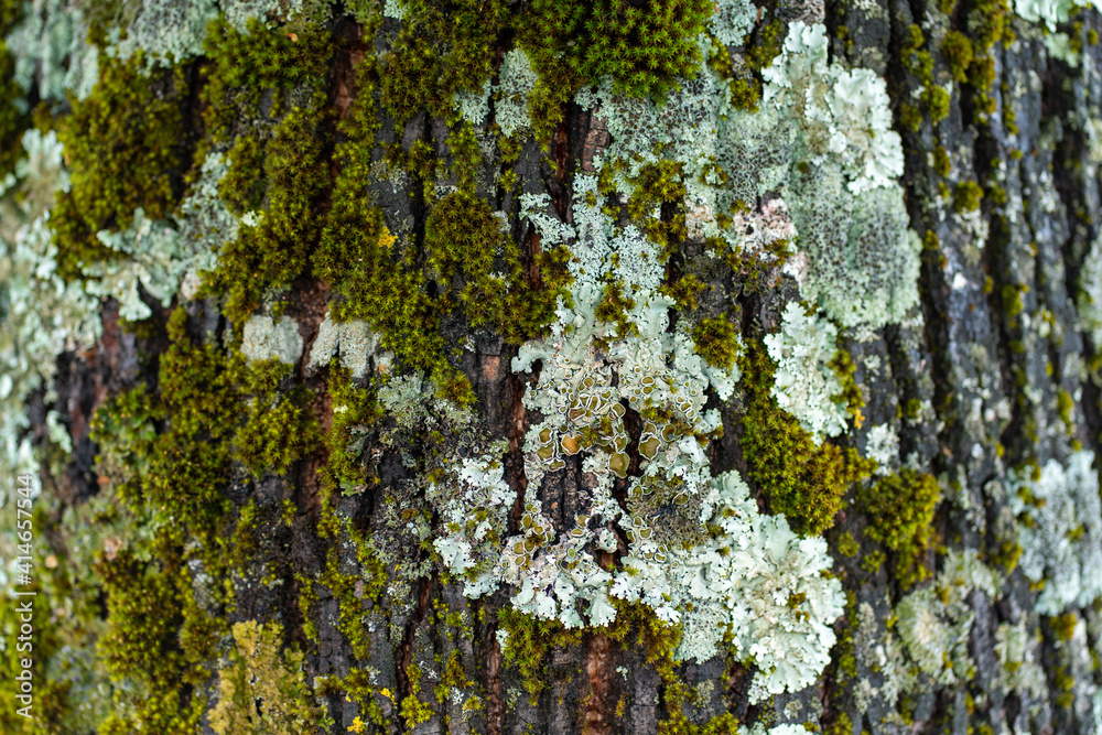 Different types of lichens, moss and other plants grow on the trunk of ...