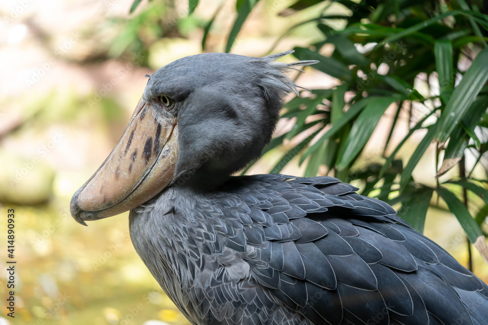 Shoebill, also known as whalehead, is a whale-headed stork. This ...