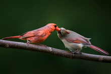 Valentine Cardinal Free Stock Photo - Public Domain Pictures