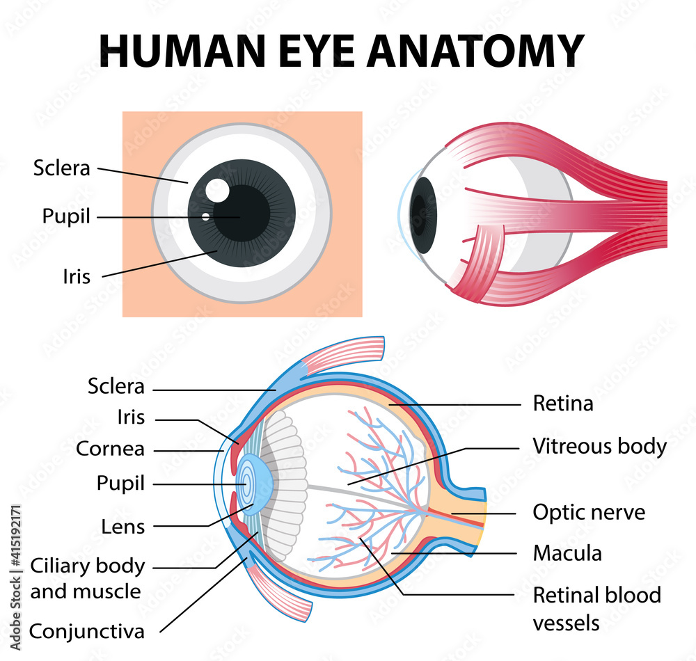 Diagram of human eye anatomy with label Stock Vector | Adobe Stock