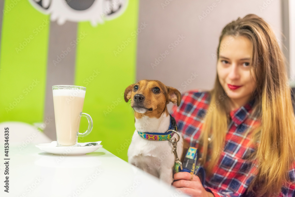 Jack Russell Terrier with the hostess in the cafe, the hostess is out ...