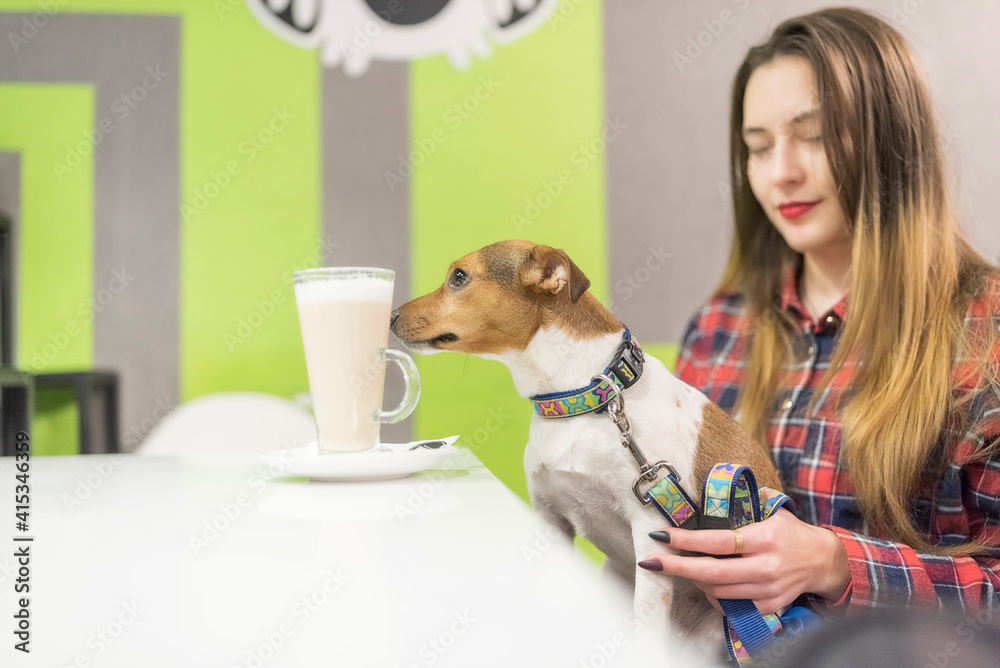 Jack Russell Terrier with the hostess in the cafe, the hostess is out ...