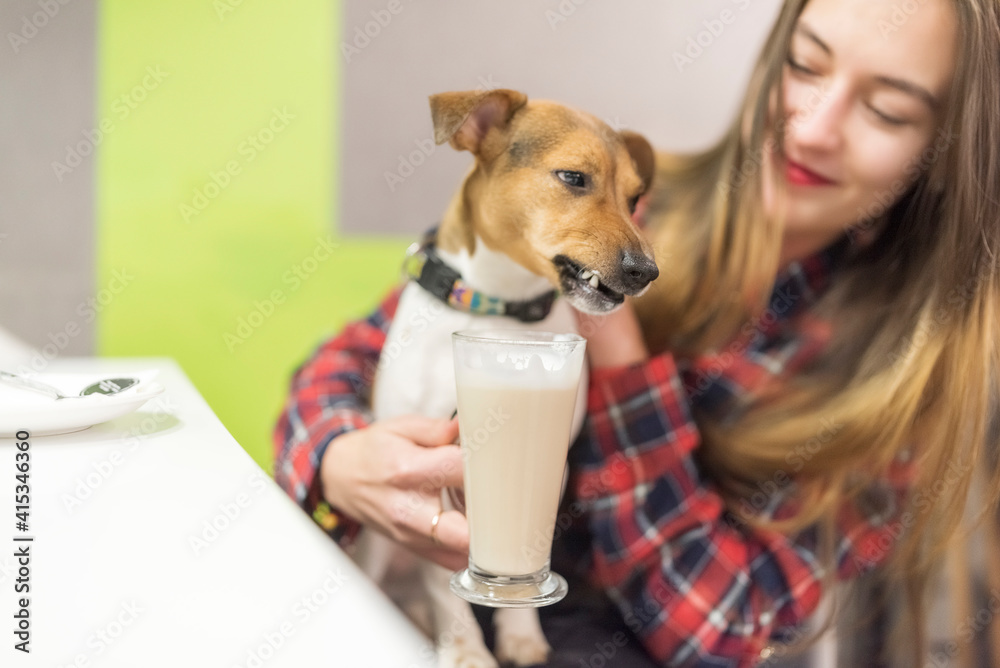 Jack Russell Terrier with the hostess in the cafe, the hostess is out ...