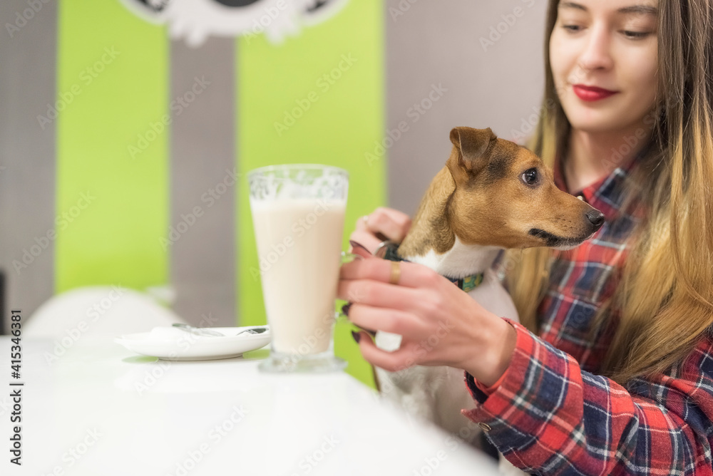 Jack Russell Terrier with the hostess in the cafe, the hostess is out ...